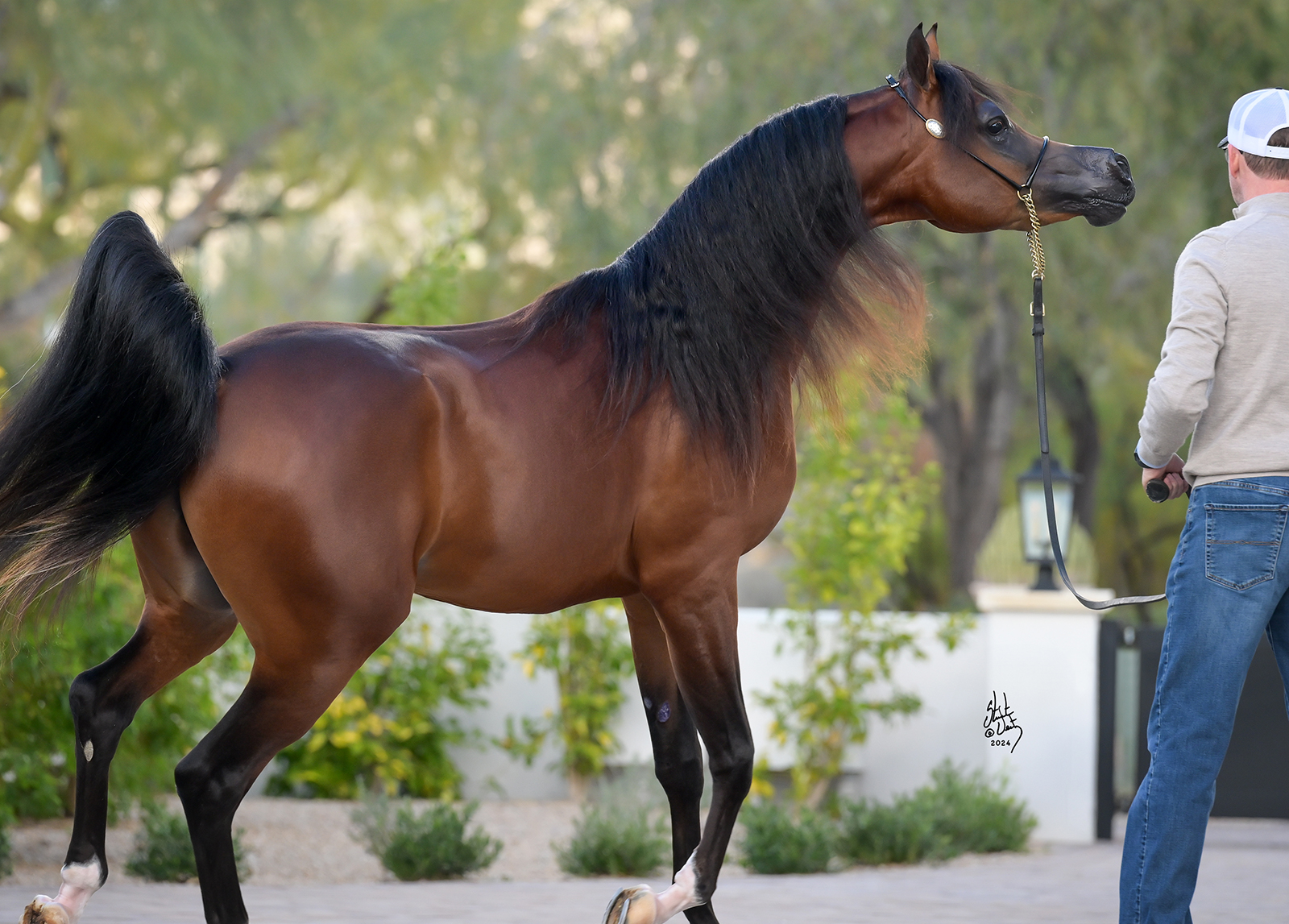 Tasheem PMA - Orrion Farms