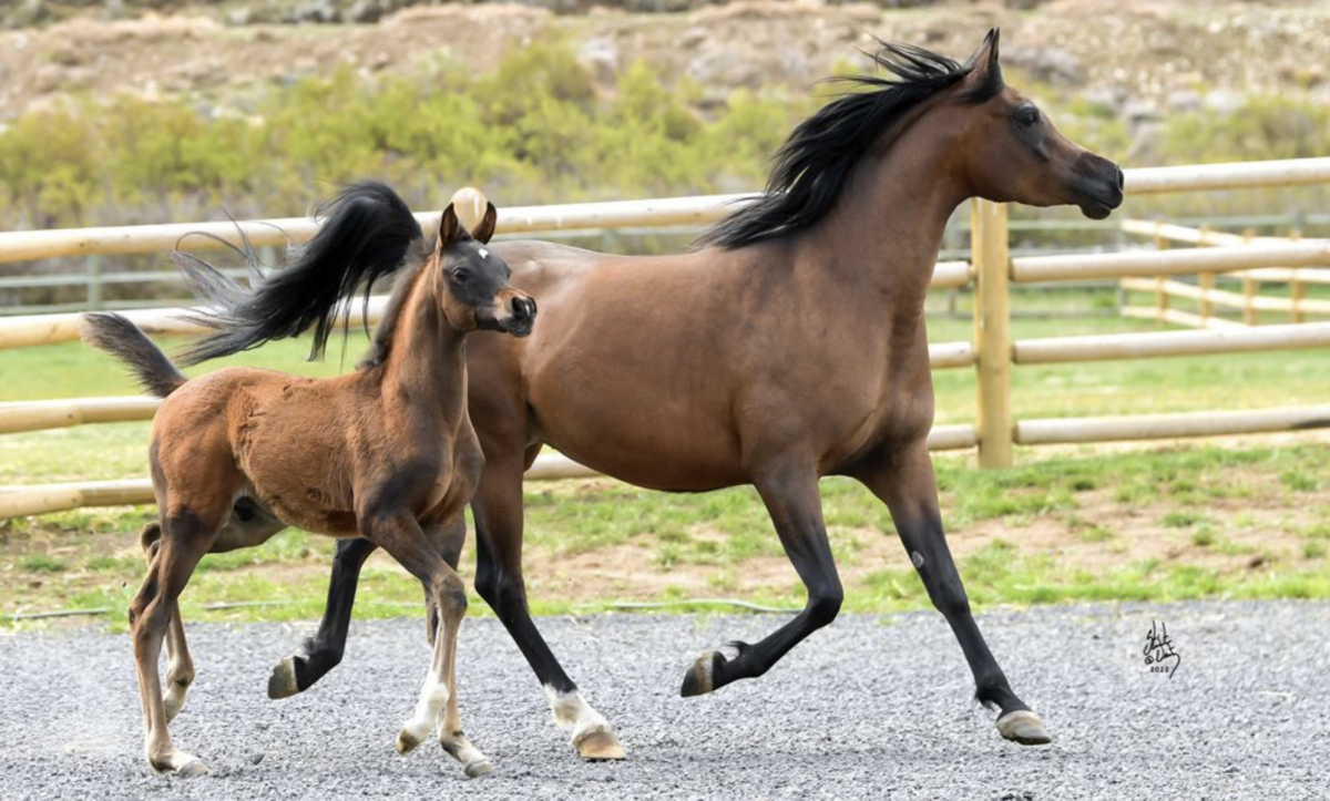 OFW Safeerah Of Marwan - Orrion Farms