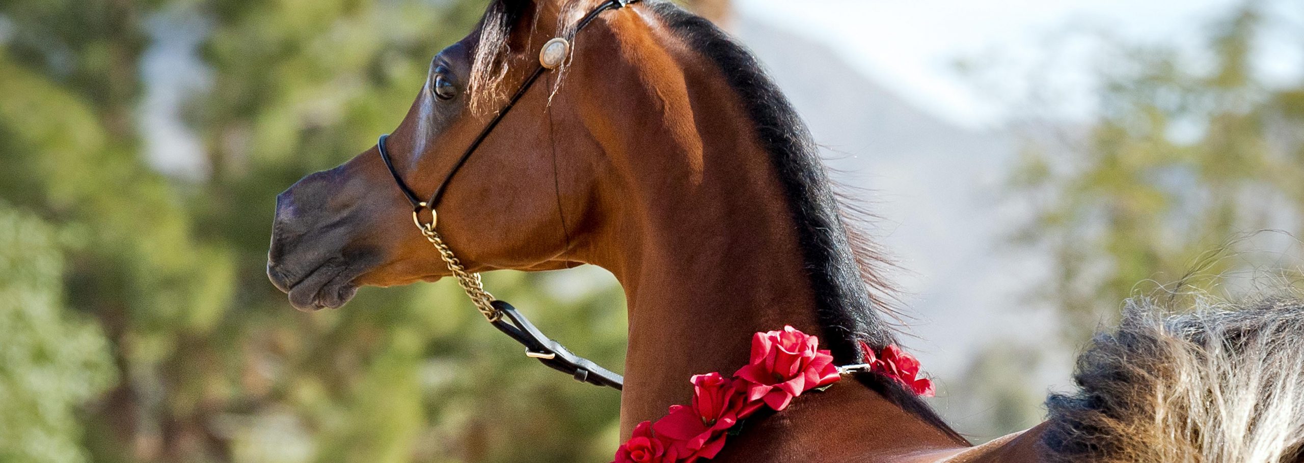 Ernando AA - Orrion Farms