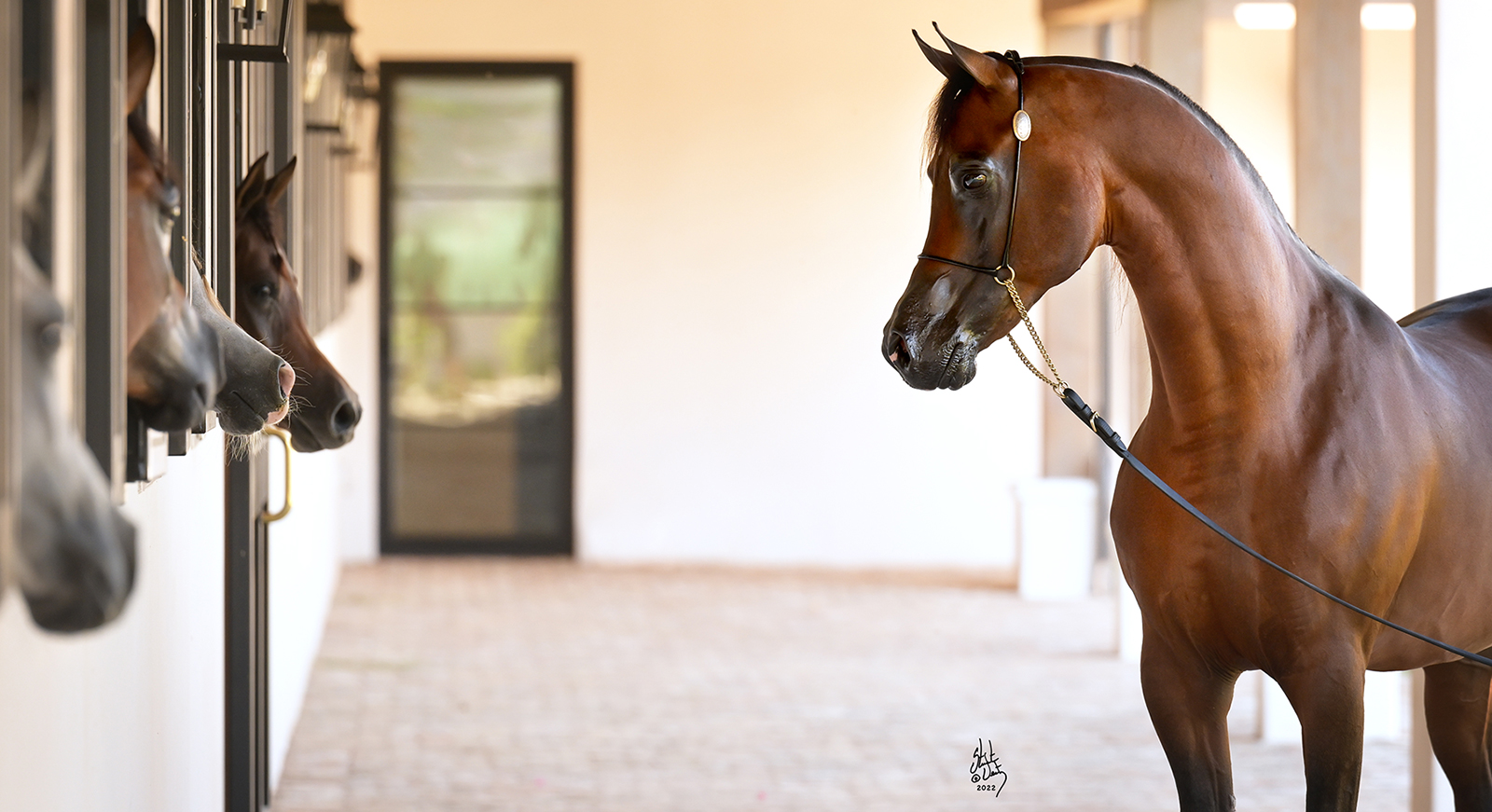 Dominic M - Orrion Farms