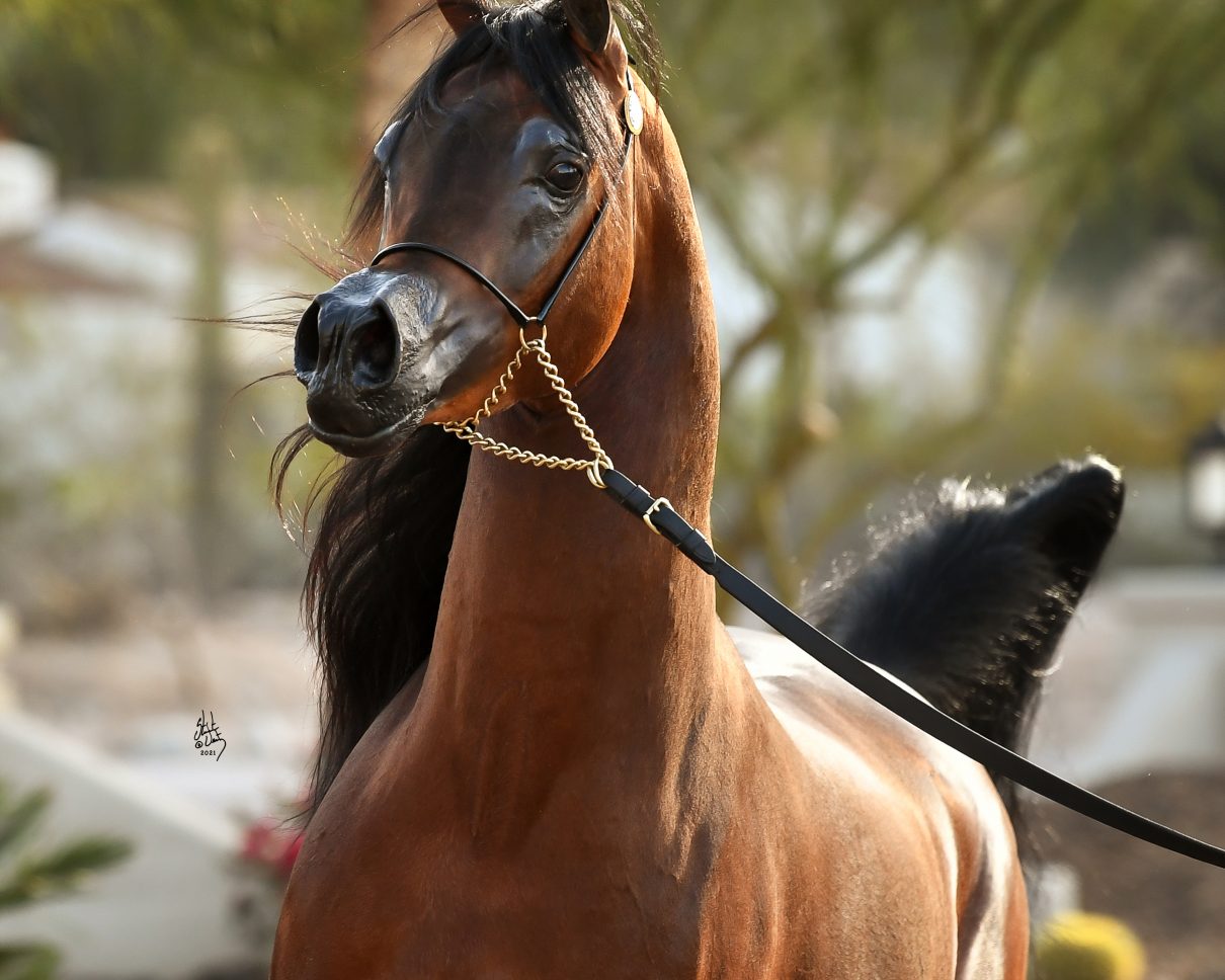 Articles - Orrion Farms