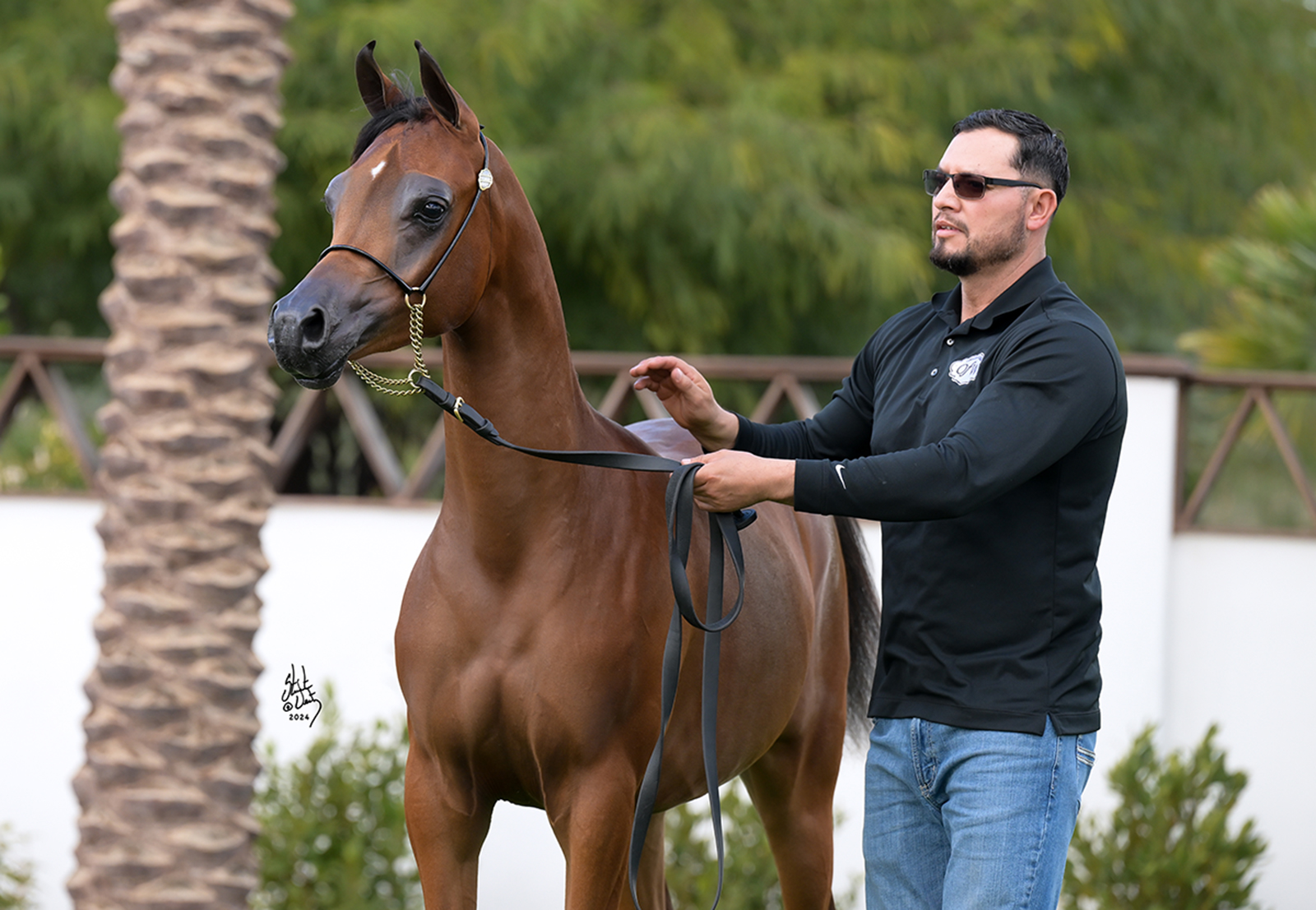 OFW SAFFIRE - Orrion Farms