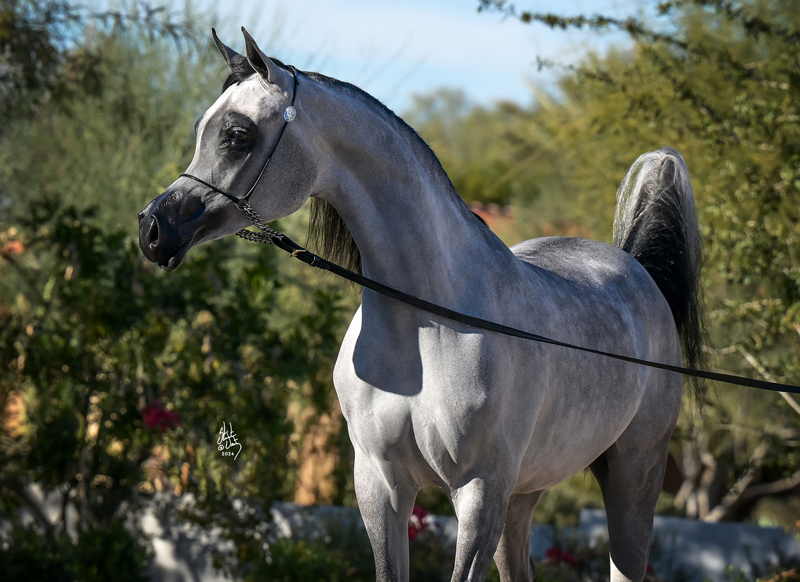 Vanna A - Orrion Farms