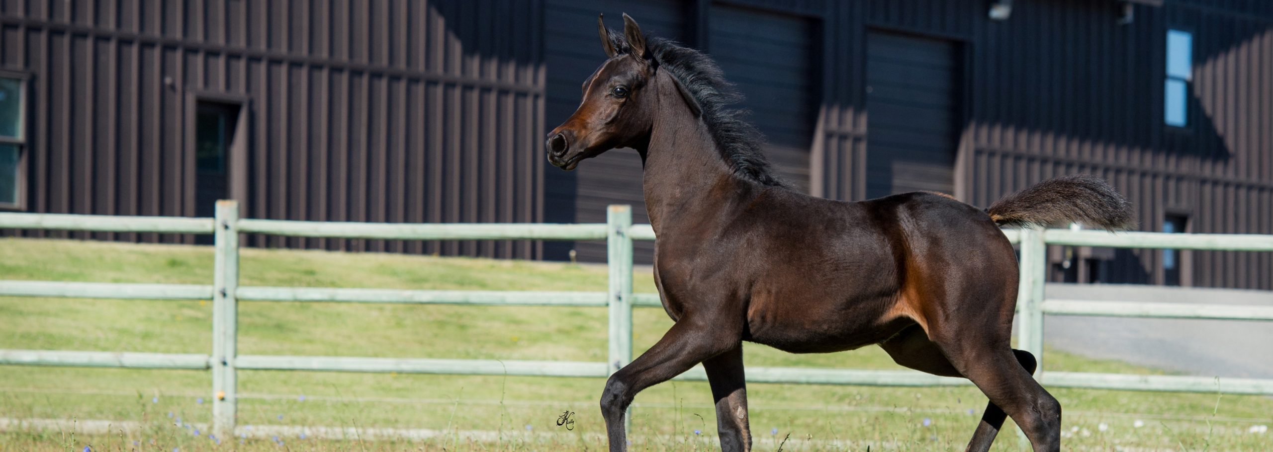 OFW Safeerah Of Marwan - Orrion Farms