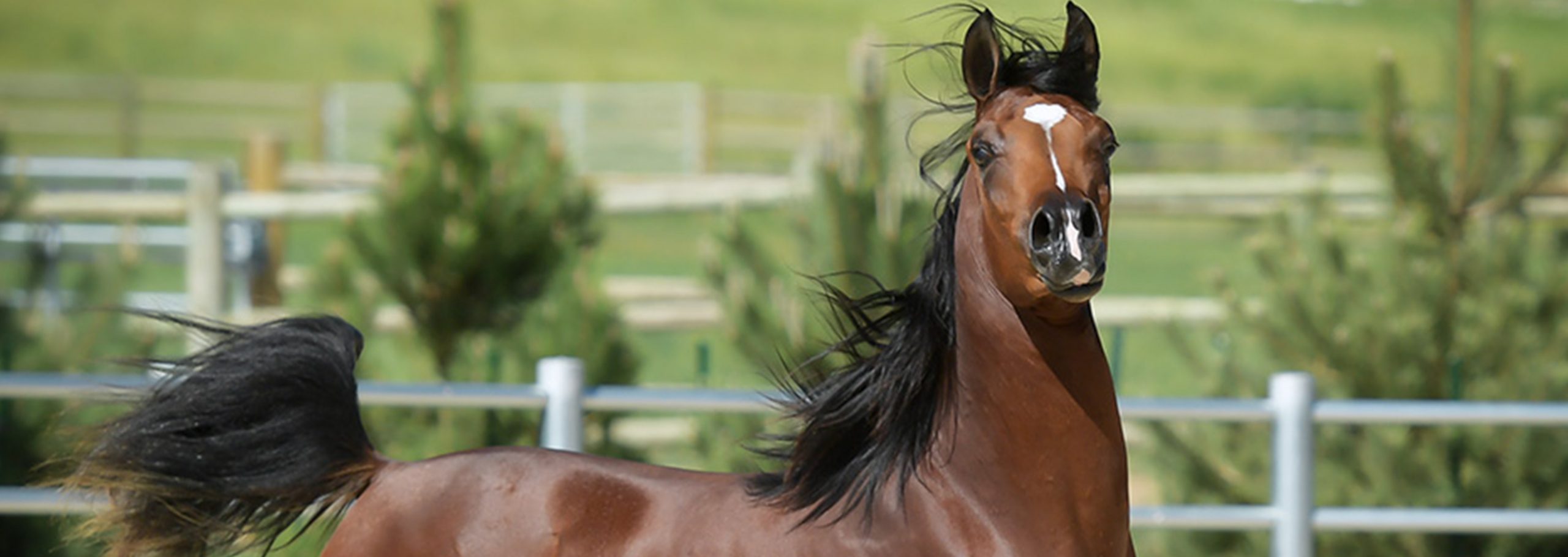 OFW Fauzaan - Orrion Farms