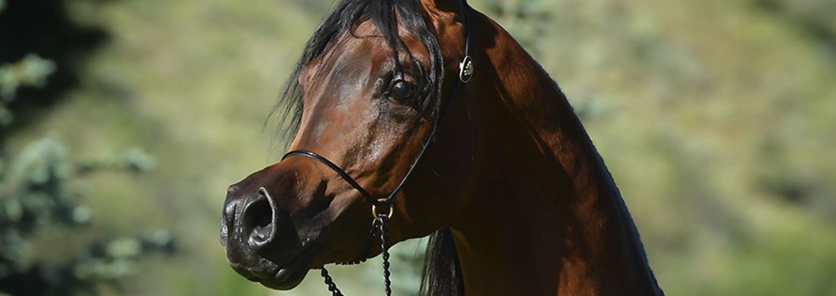El Rey Magnum RCF - The Arabian Horses of Orrion Farms - Ellensburg ...