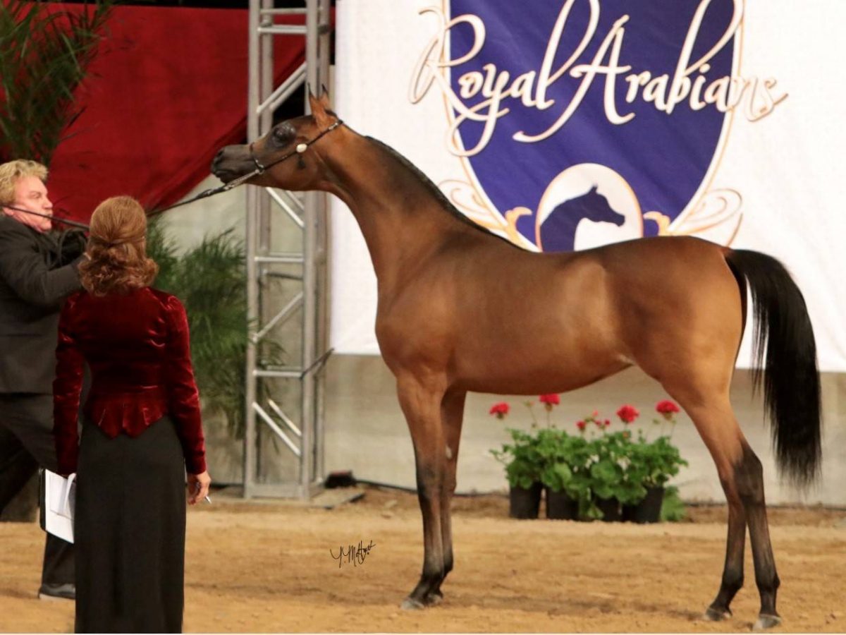 2018 Las Vegas - Arabian Breeders World Cup Results - Orrion Farms