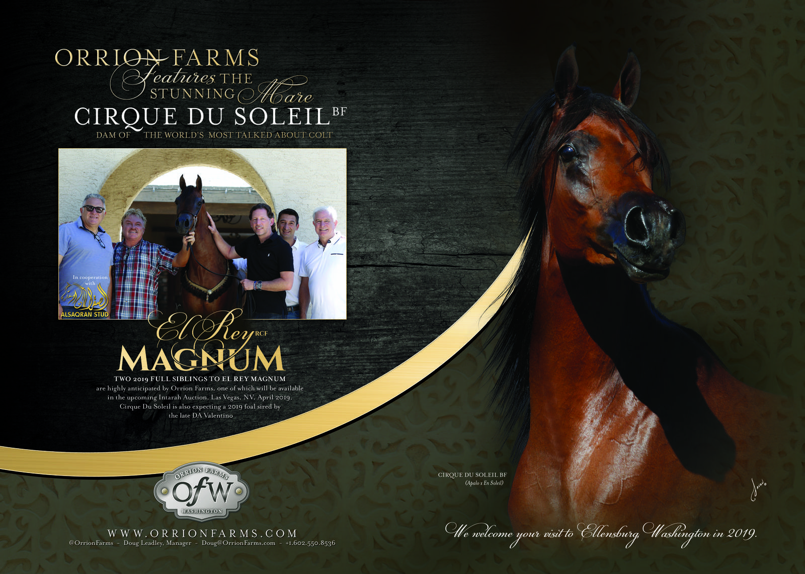 Featuring the stunning Cirque Du Soleil BF - Dam of El Rey Magnum ...
