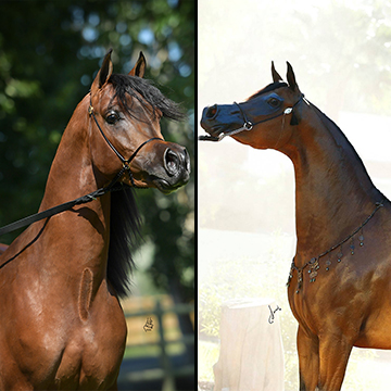 Due February 28th - The Arabian Horses of Orrion Farms - Ellensburg ...