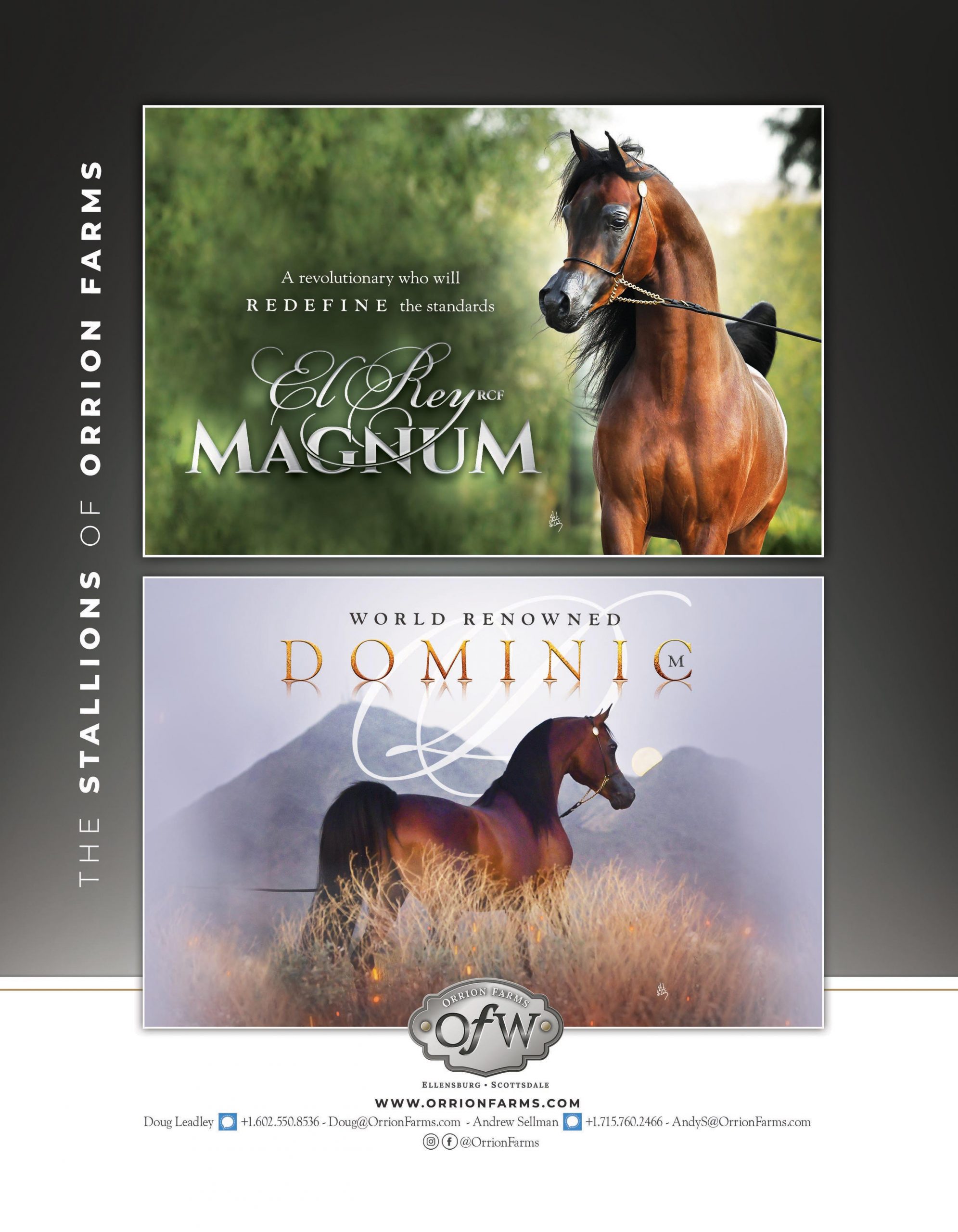 The Stallions of Orrion Farms 2022 - Orrion Farms