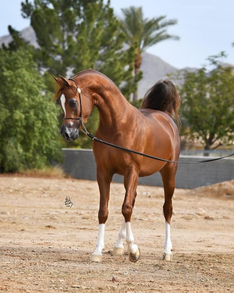2021 U.S Arabian Nationals Results ! - Orrion Farms