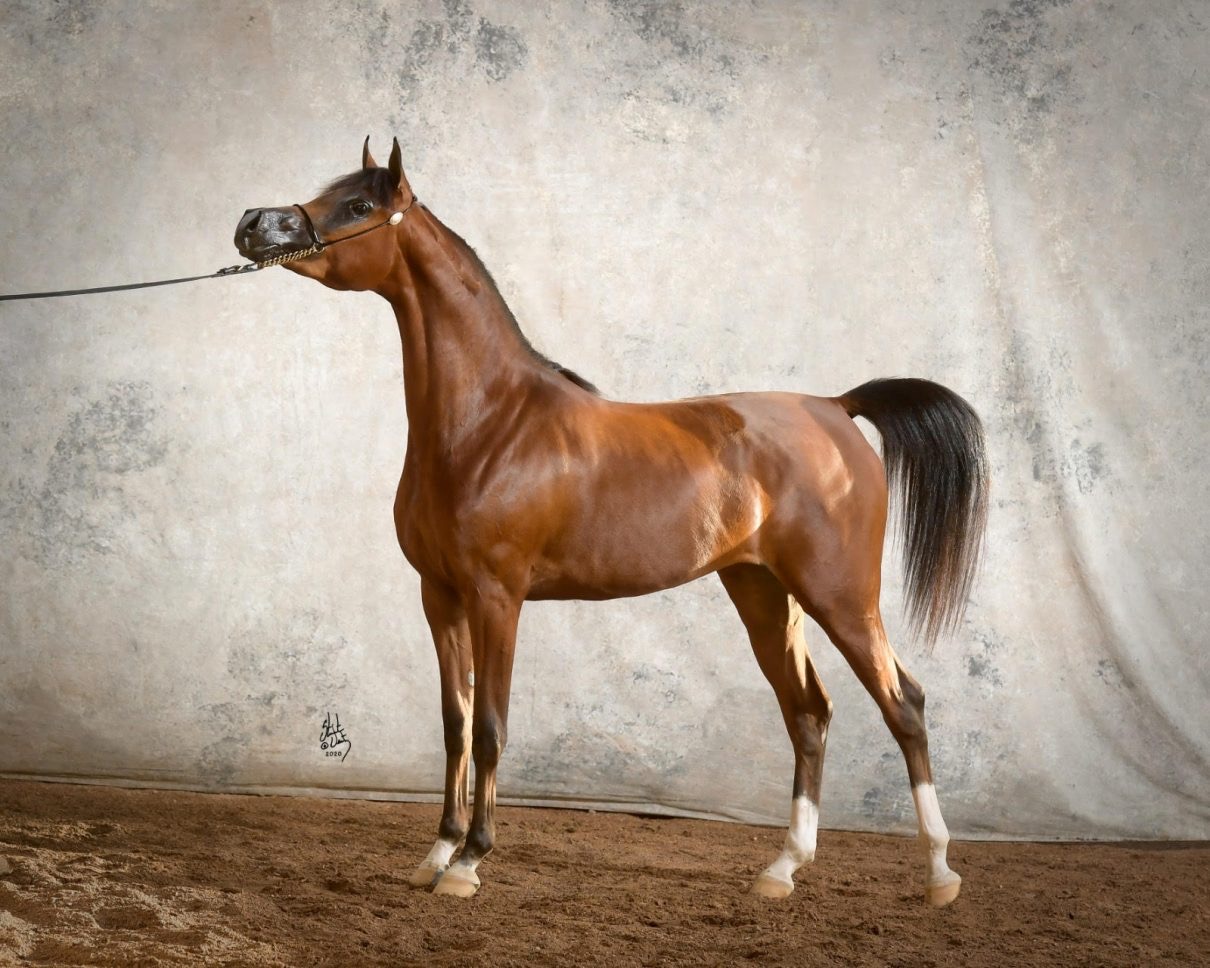 2021 U.S Arabian Nationals Results ! - Orrion Farms