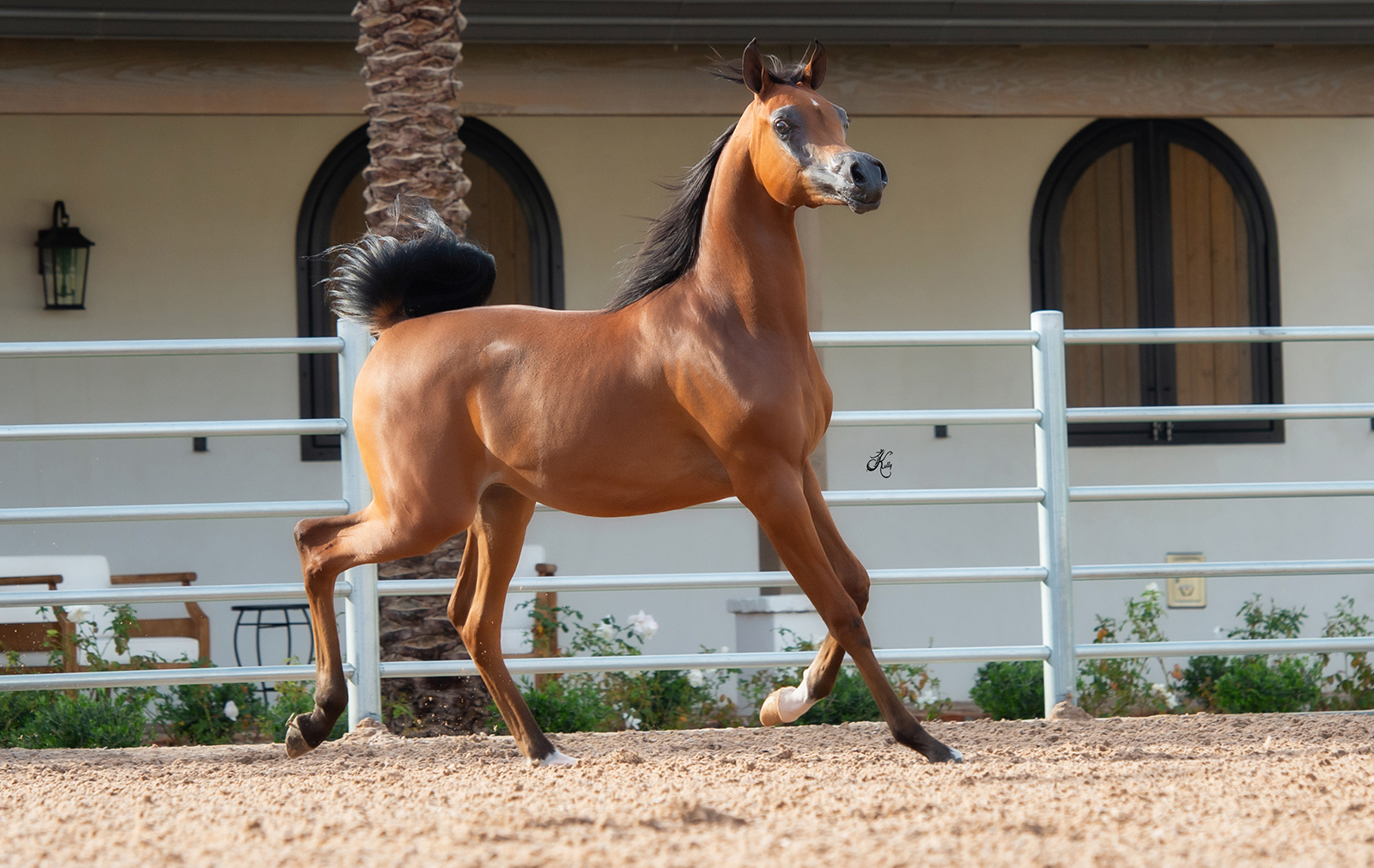 Om El Perseus - Orrion Farms