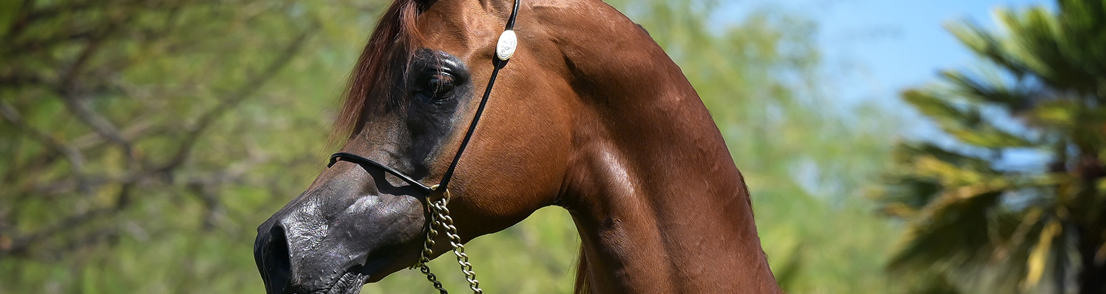 Guardian AS - Orrion Farms